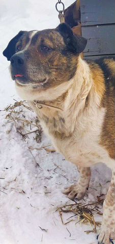 Стафф помесь кобель сторожевой на охрану злой