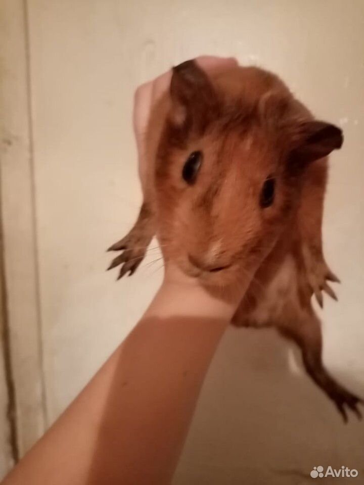 Морские свинки