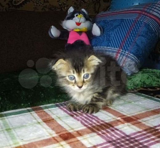 Ласковый плюшевый котенок