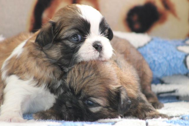 Замечательные малыши ши-тцу