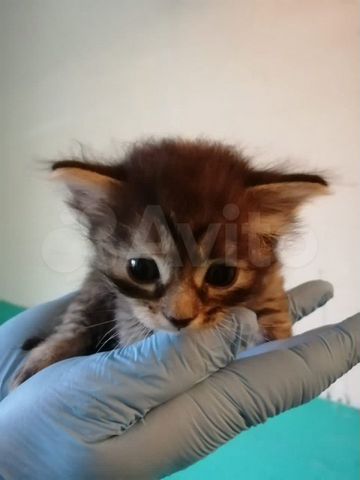 Отдадим котят в добрые руки