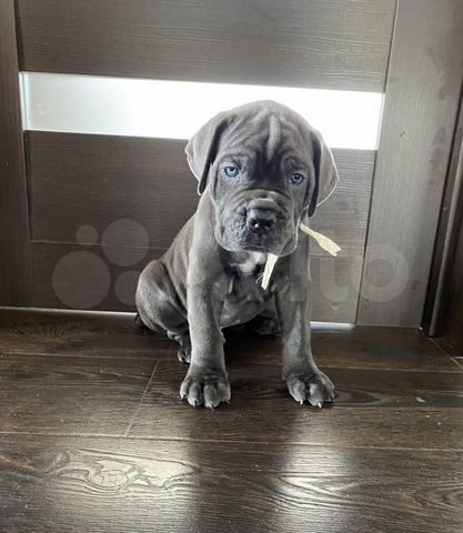 Щенки Кане Корсо