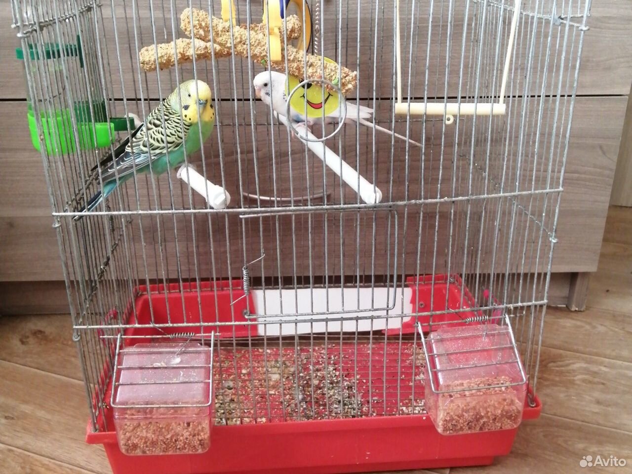 Продам папугаев с клеткой+2поилки+корм
