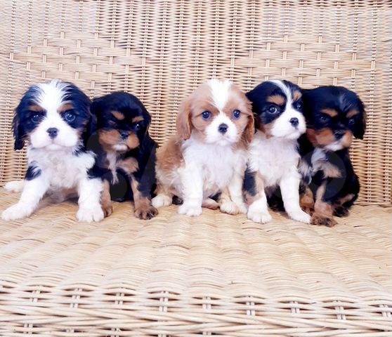 Щенки Кавалер Кинг чарльз спаниель