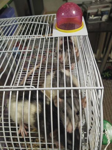 Крысы в дар