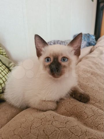 Продам шикарного котенка