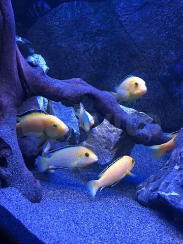 Рыба Лабидохромис Еллоу