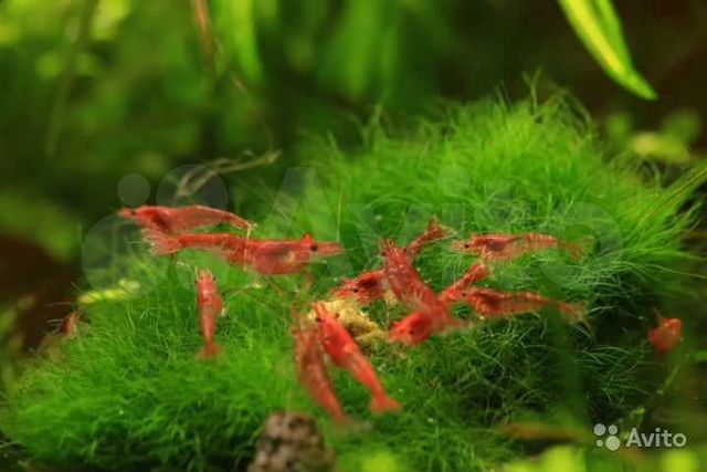 Креветки в аквариум вишни