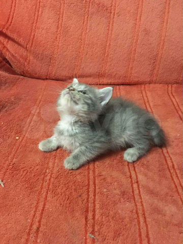 Котята от вислоухой Кошки две девочки