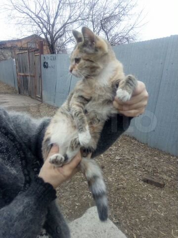 Котёнок - красивая кошечка
