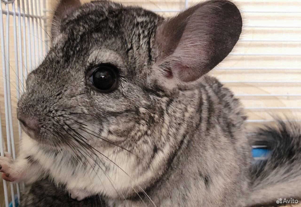 Шиншиллята (мальчики)