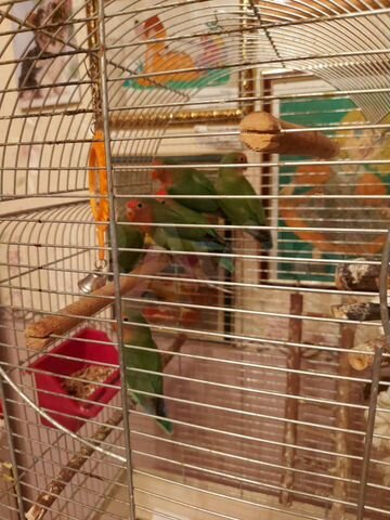 Птенцы неразлучники