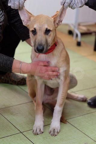 Щенок Рыжик в добрые руки