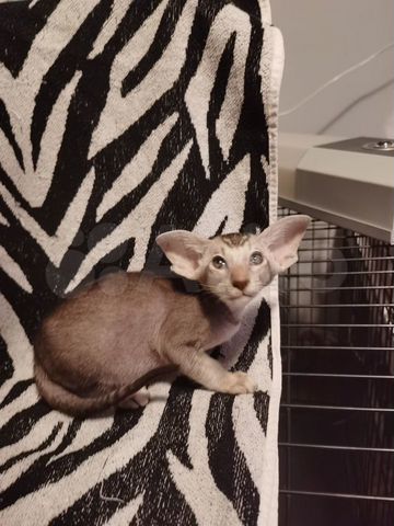 Ориентальный парень в разведение