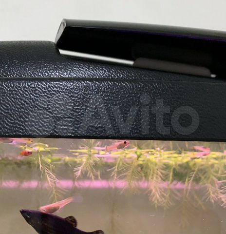 Отдам мальков гуппи 4 хвостика