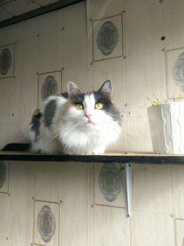 Кошечка в добрые руки