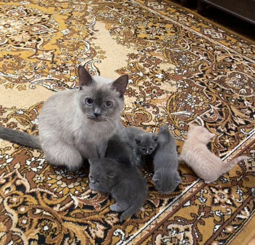 Шотландские котята