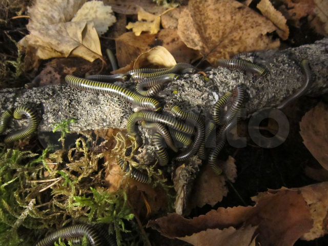 Кивсяки Anadenobolus monilicornis