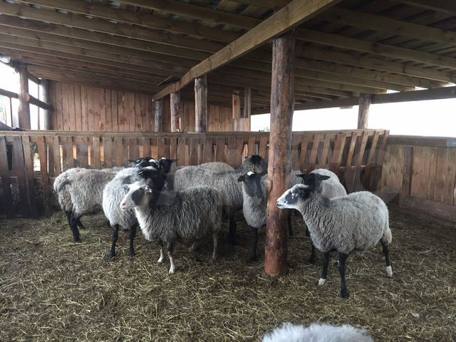 Бараны, утки, кролики, птица