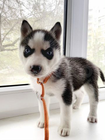 Продается сибирская хаски