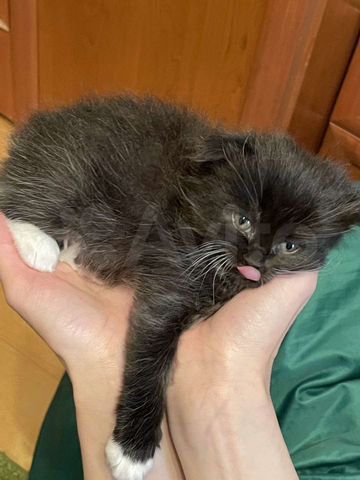 Шотландские вислоухие котята