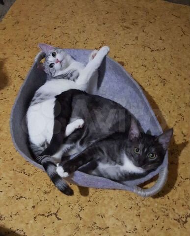 Котятки подростки 7 месяцев