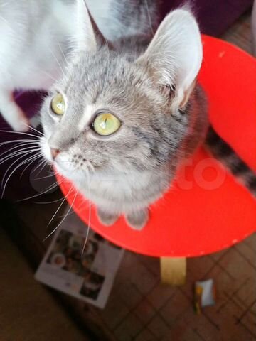 Котёнок Бусинка