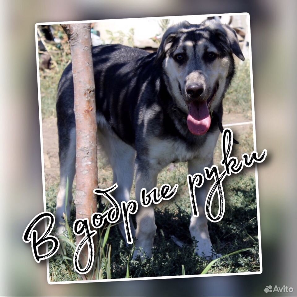 Шикарный и Крупный щенок ждёт своего человека