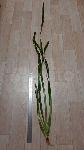 Гигантская валлиснерия