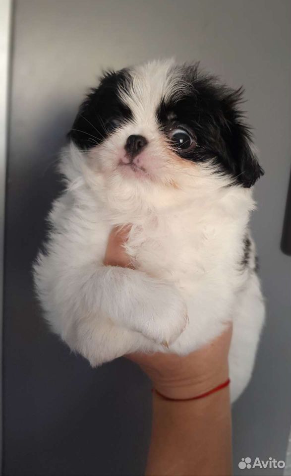 Японский хин мальчик