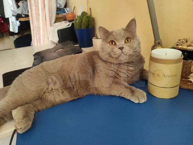 Котик на вязку, ищем кошечку