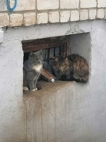 Котодети ищут своих родителей