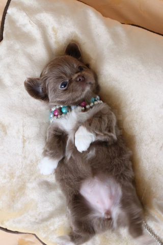 Для ценителей маленького чуда,породных чихуахуа