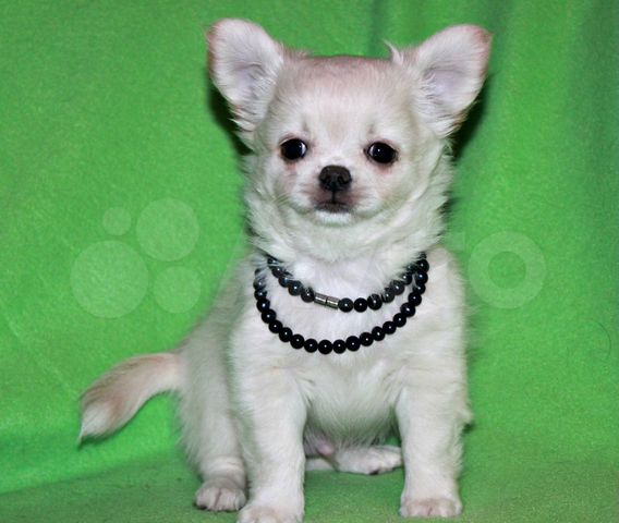 Мальчи к чихуахуа