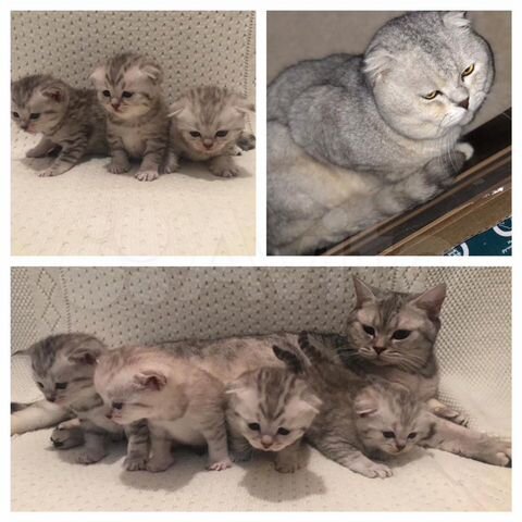 Шотландская вислоухая кошка