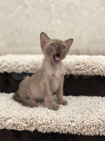 Европейские бурманчики