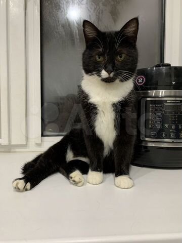 Кошка Маркиза