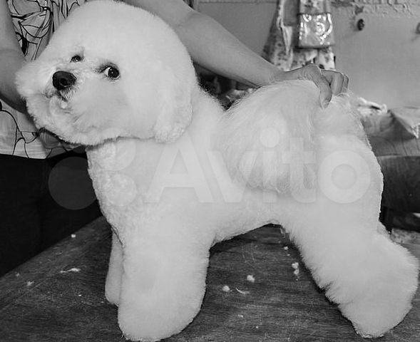 Бишончик - белое облачко