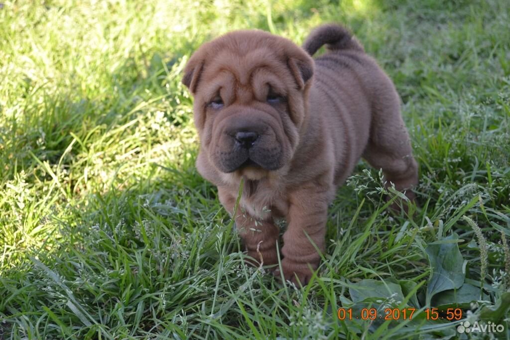 Прекрасные щеночки шарпея