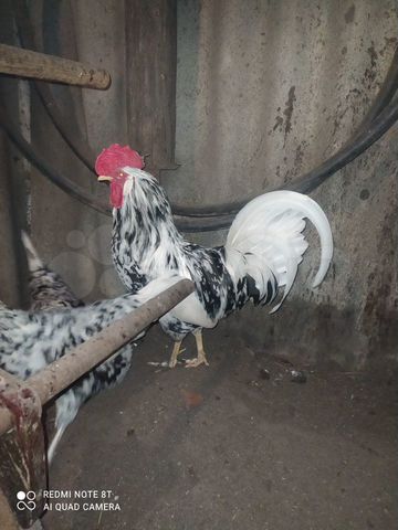 Куры молодки несушки