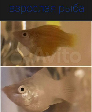 Продажа мальков Пицилия балон