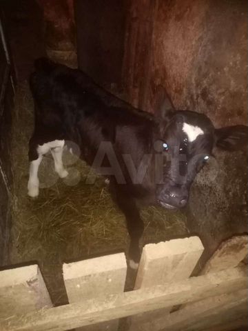 Телочка 1 месяц