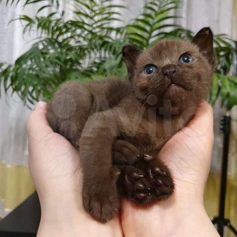 Бурманский котик