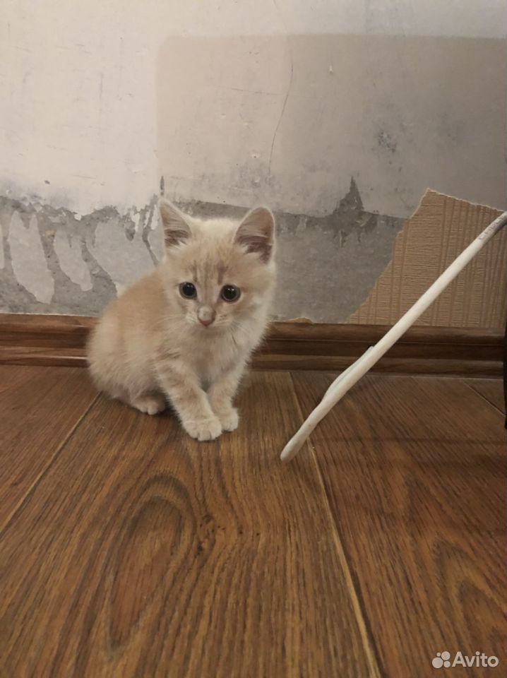 Рыжий котенок