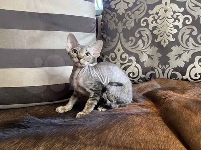 Девон-рекс тигровый котик Тим