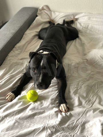 Шанель ищет дом